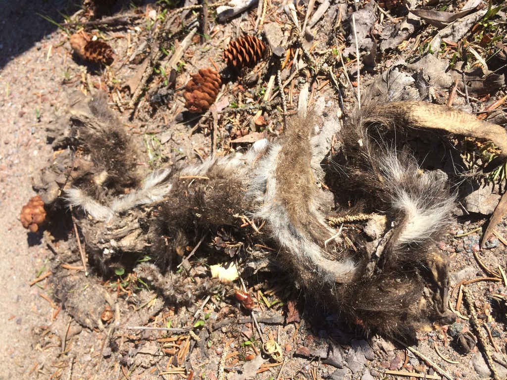 Striped Skunk from Lakeside Golf Club, Moncton, NB, CA on May 14, 2018 ...