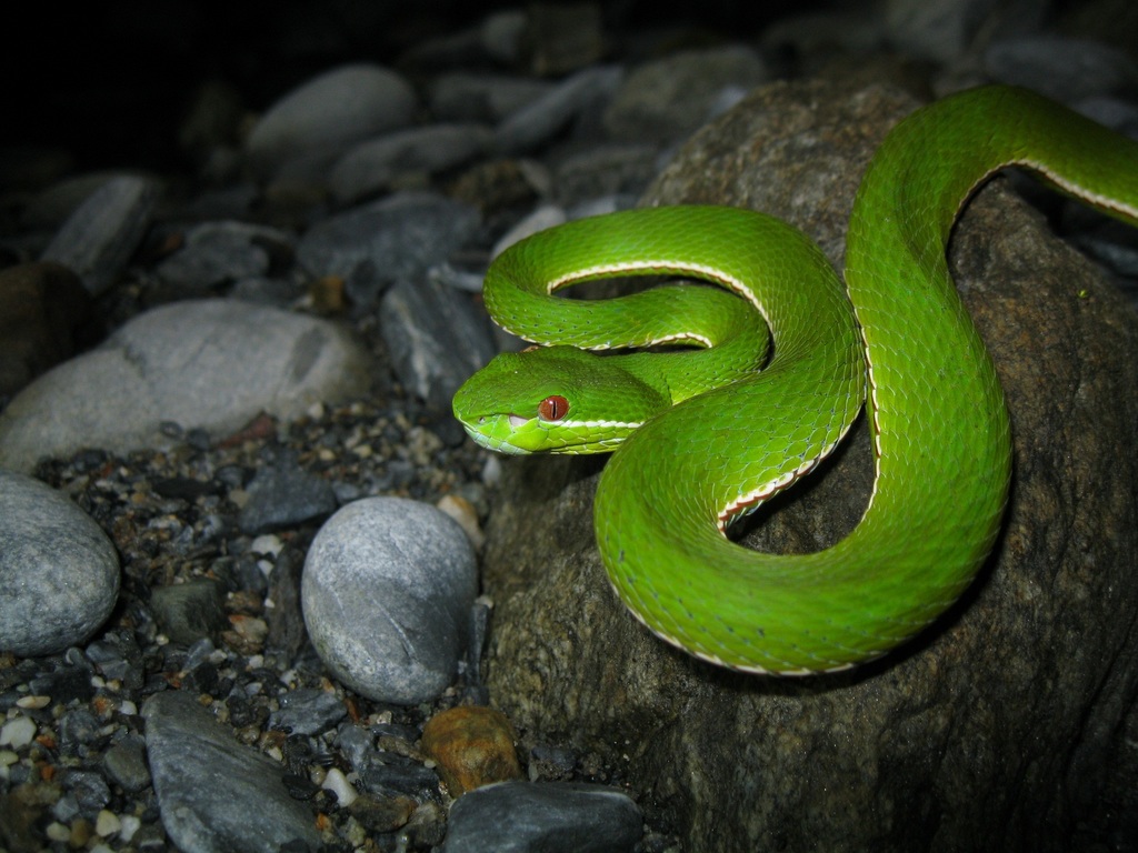 Chinese Green Tree Viper from 台灣花蓮縣 on January 12, 2012 at 06:49 PM by ...