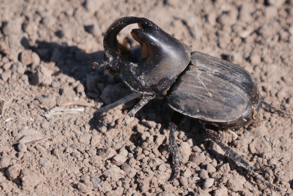 Diloboderus abderus from San Jeronimo Nte., Santa Fe, Argentina on ...