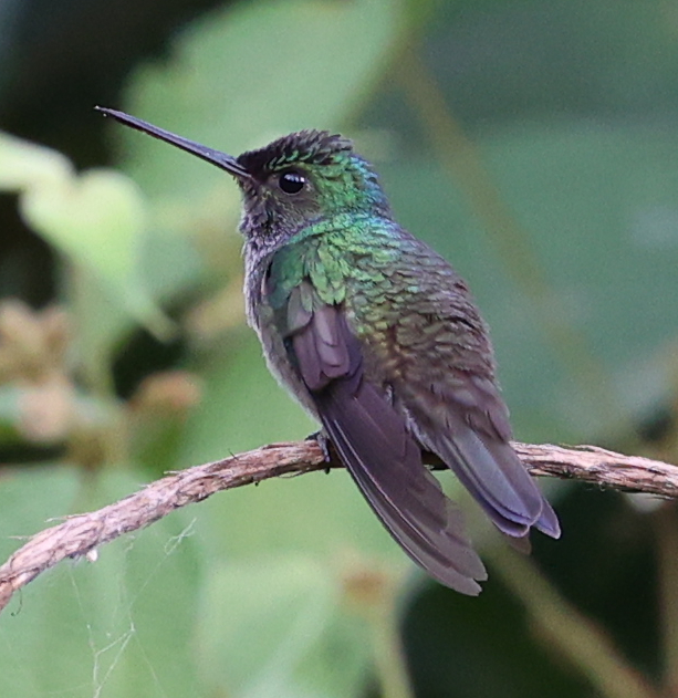Polyerata decora Salvin, 1891