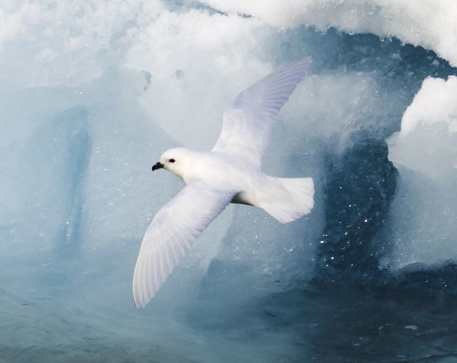 Snow Petrel · Schneesturmvogel · Pétrel des Neiges (HX - Common ...