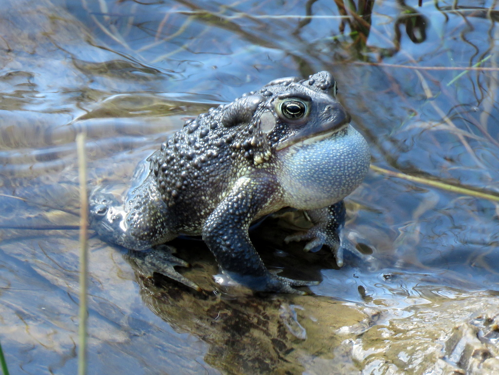 Eastern American Toad from Lake Barton, Burke, VA 22015, USA on March ...