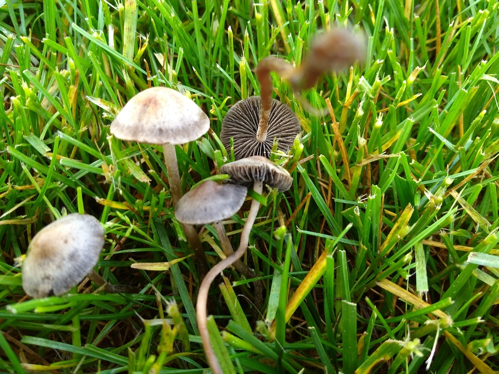 Banded Mottlegill from 4572 Long Rd, Columbus, IN 47203, USA on May 22 ...