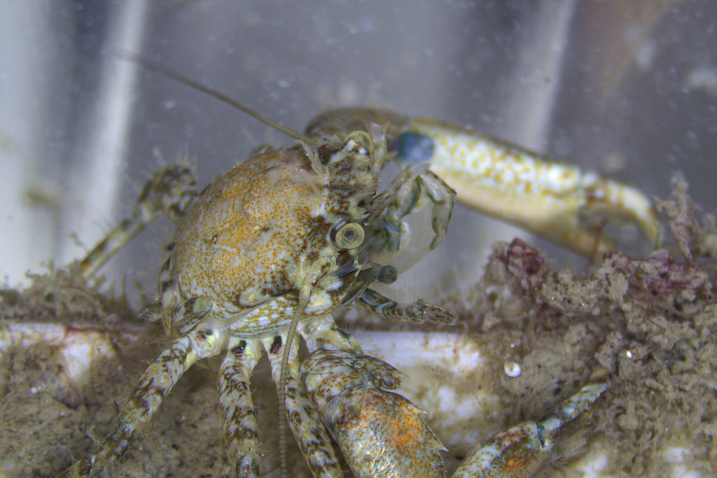 Pisidia dispar from Dunwich QLD 4183, Australia on May 23, 2021 at 11: ...