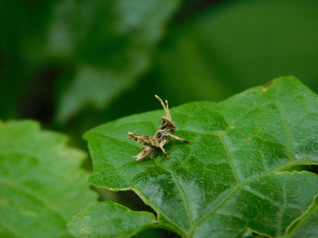 Grasshoppers from Sumedang Regency, West Java, Indonesia on March 21 ...