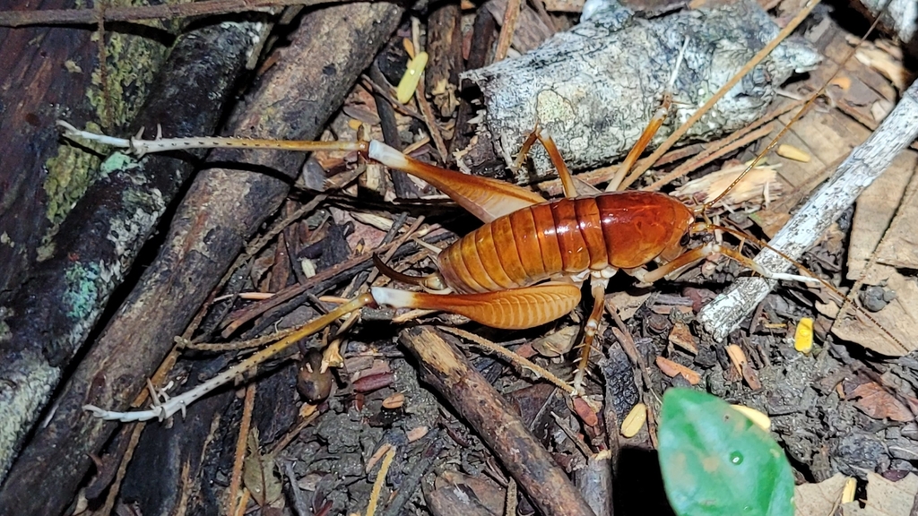 Lutosa from Pedras de Una, Una - BA, Brasil on March 11, 2022 at 09:23 ...
