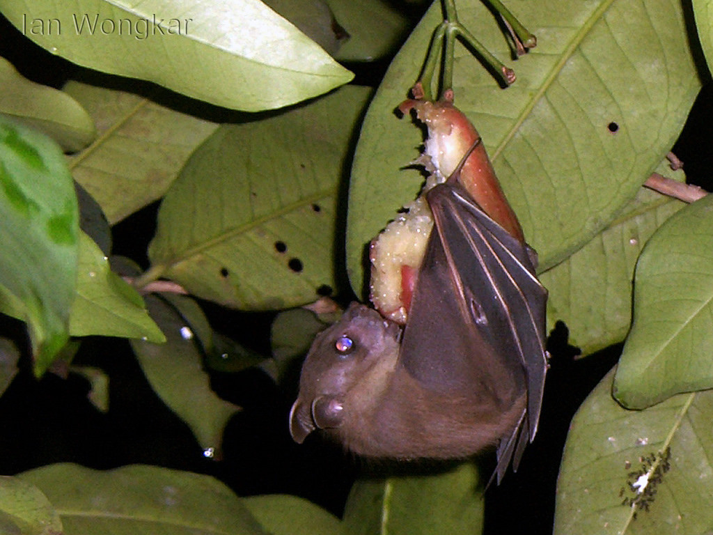 Old World Fruit Bats (Pteropodidae) - Know Your Mammals