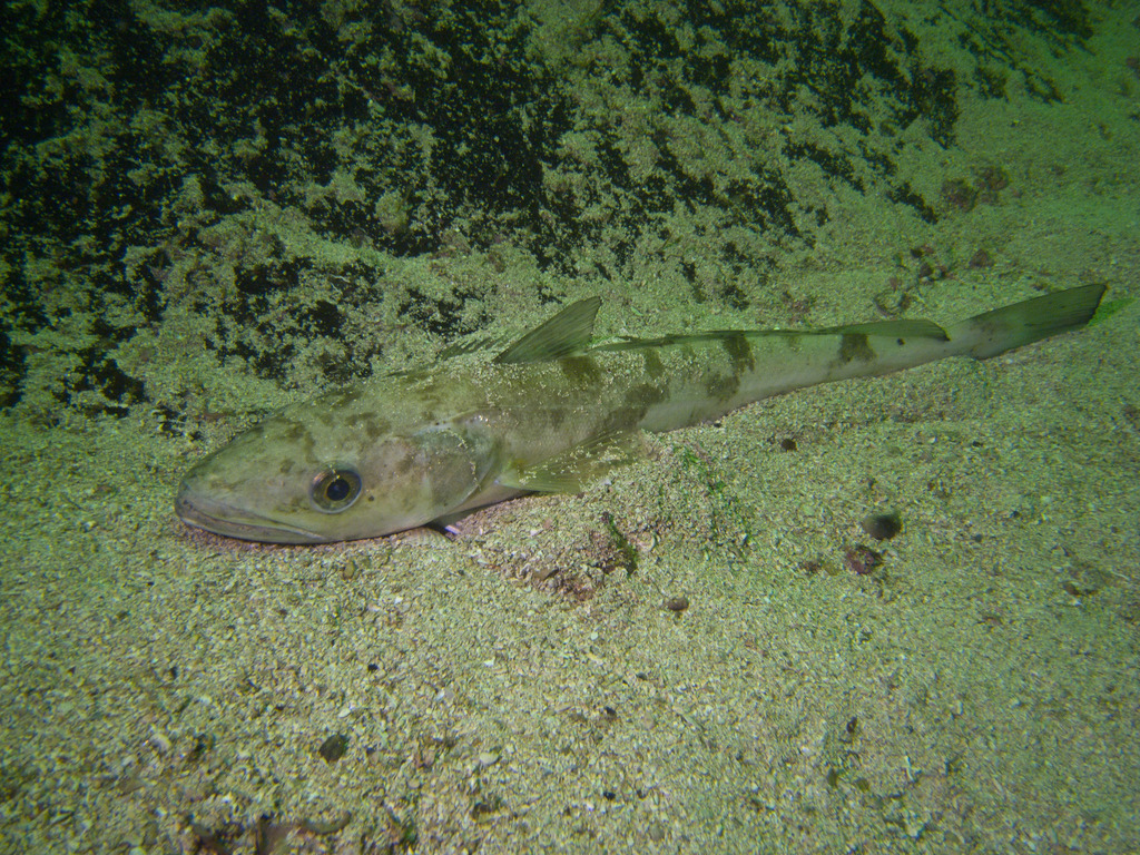 European Hake (Merluccius merluccius) - Marine Life Identification