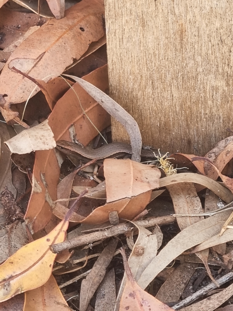 Delicate Garden Skink from Tanilba Bay NSW 2319, Australia on March 22 ...