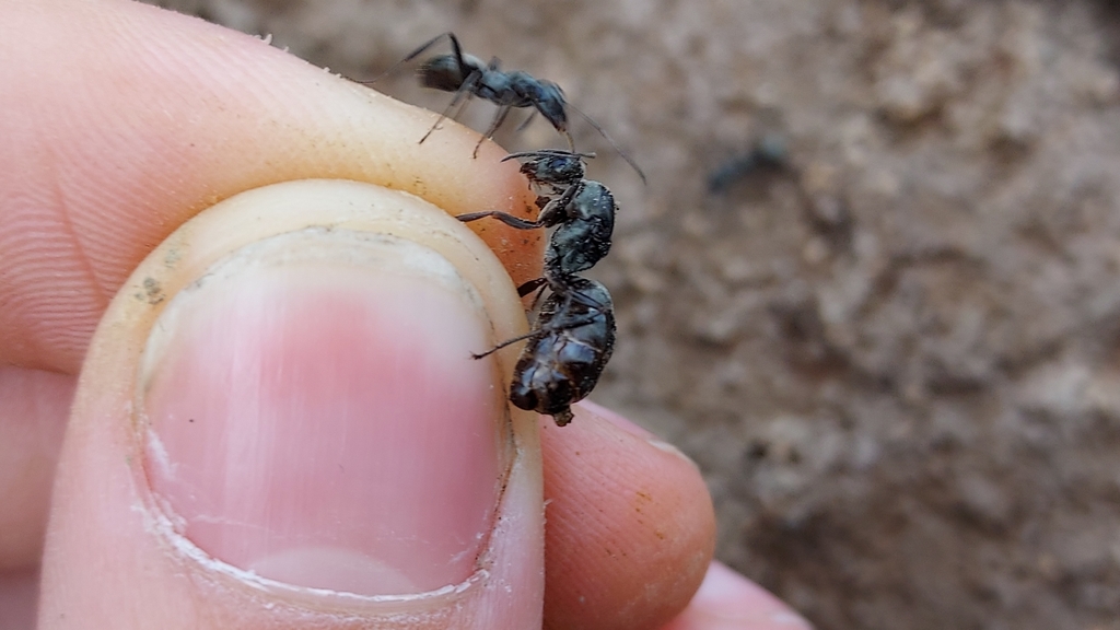 Silky Field Ant in March 2022 by AntLord · iNaturalist