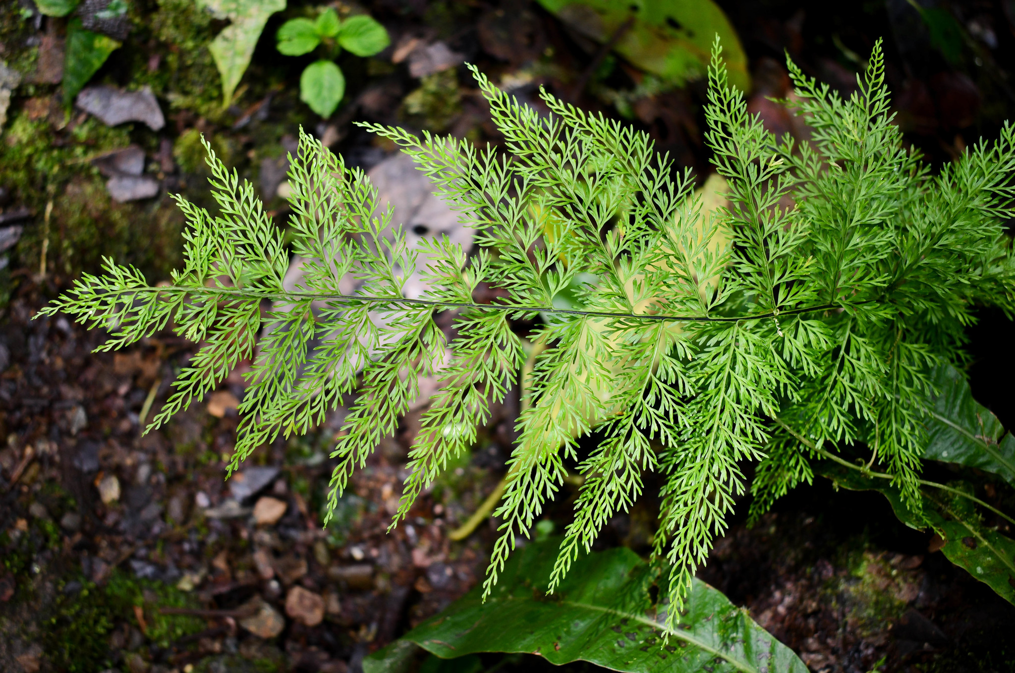 Asplenium fragrans Sw.