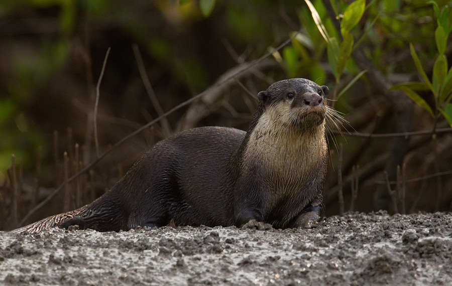 African Clawless Otter (Aonyx capensis) - Know Your Mammals