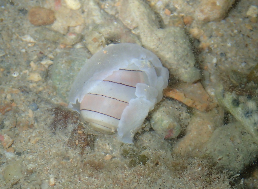 Pink Bubble Snail from Exmouth, Western Australia, Australia on March ...