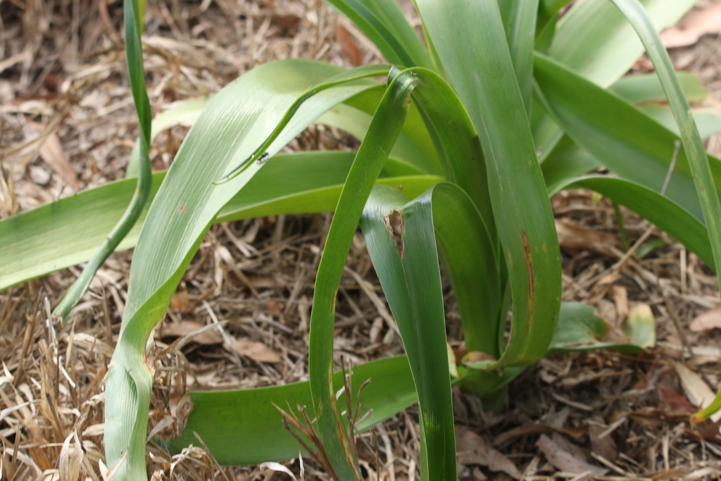 Crinum flaccidum from Broadmere Rd, Broadmere QLD 4420, Australia on ...