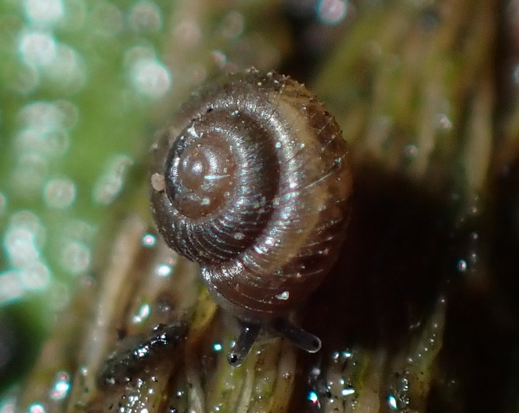 Pinhead Spot Snail from Avondale College, Avondale, West Auckland, New ...