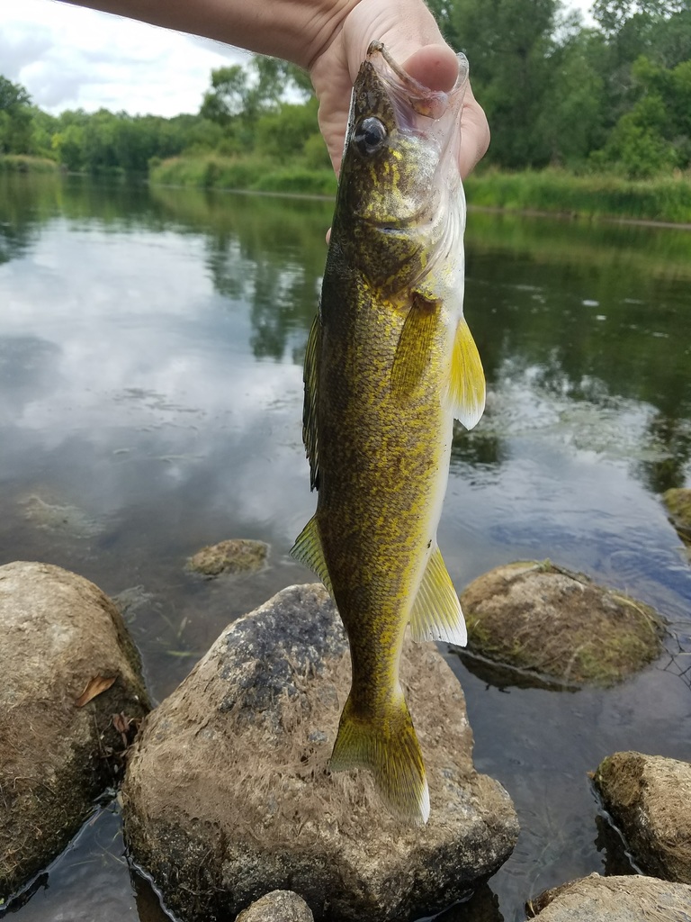 Walleye in July 2017 by Ryan Bart · iNaturalist