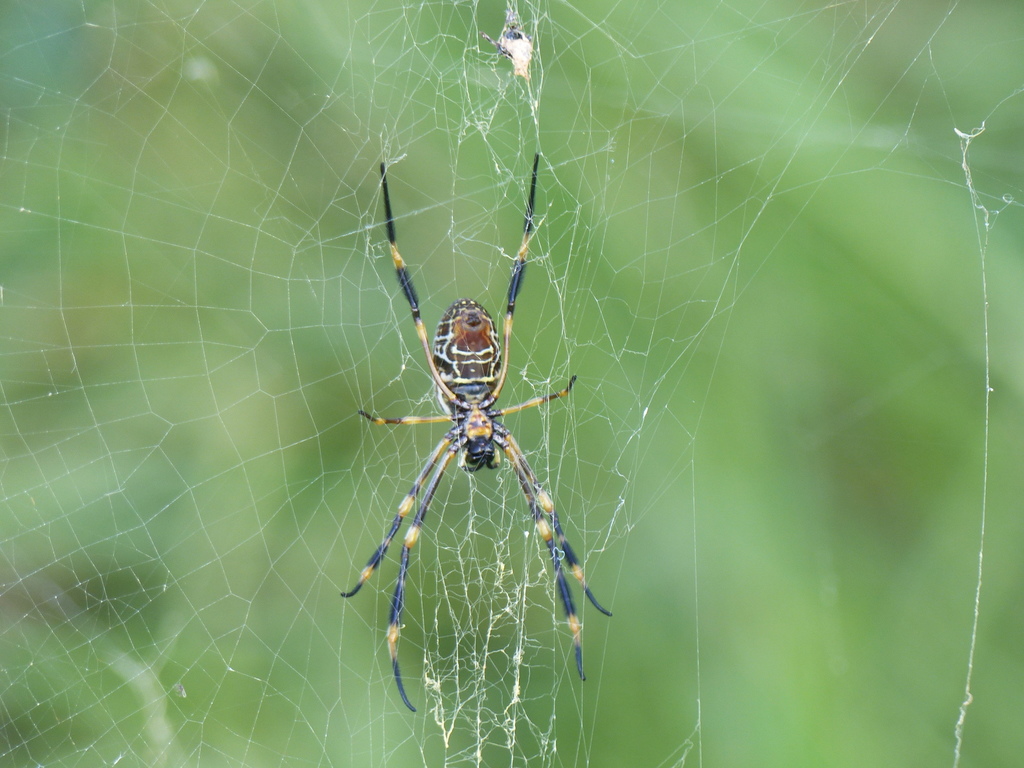 Tiger Spider in March 2022 by matthewlh · iNaturalist