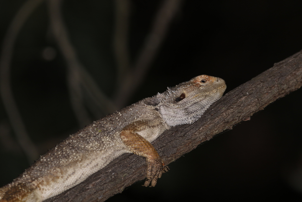 Eastern Bearded Dragon from Broadmere Rd, Broadmere QLD 4420, Australia ...