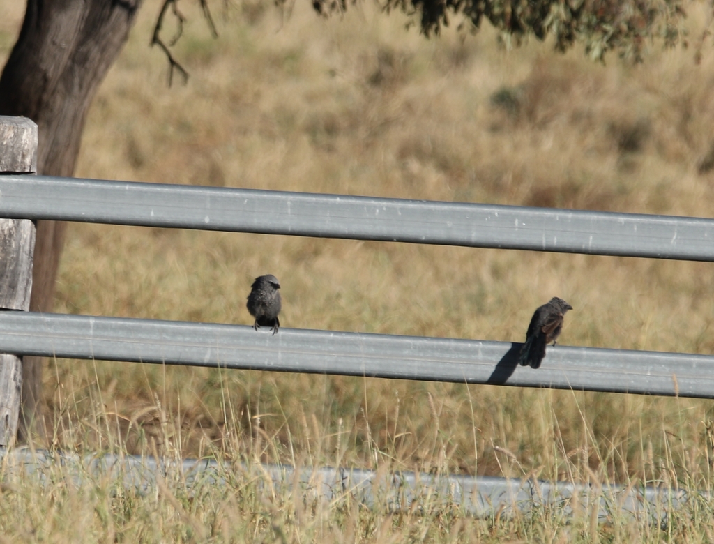 Apostlebird from Broadmere Rd, Broadmere QLD 4420, Australia on March ...