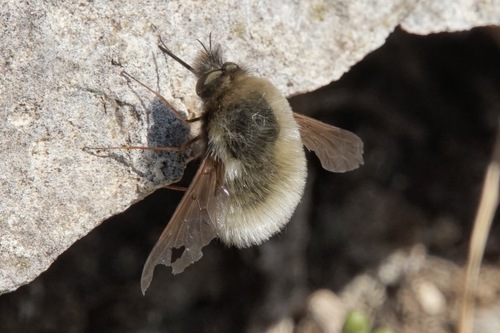 Bombylius trichurus · iNaturalist