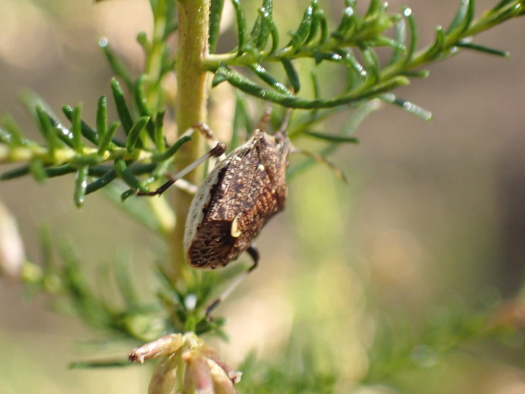 Oncocoris geniculatus from 9088 Goulburn Valley Hwy, Seymour VIC 3660 ...