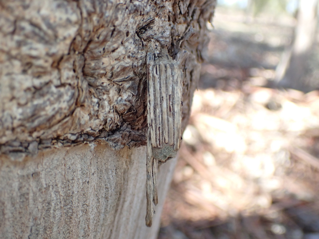 Common Case Moth from Seymour VIC 3660, Australia on March 21, 2022 at ...