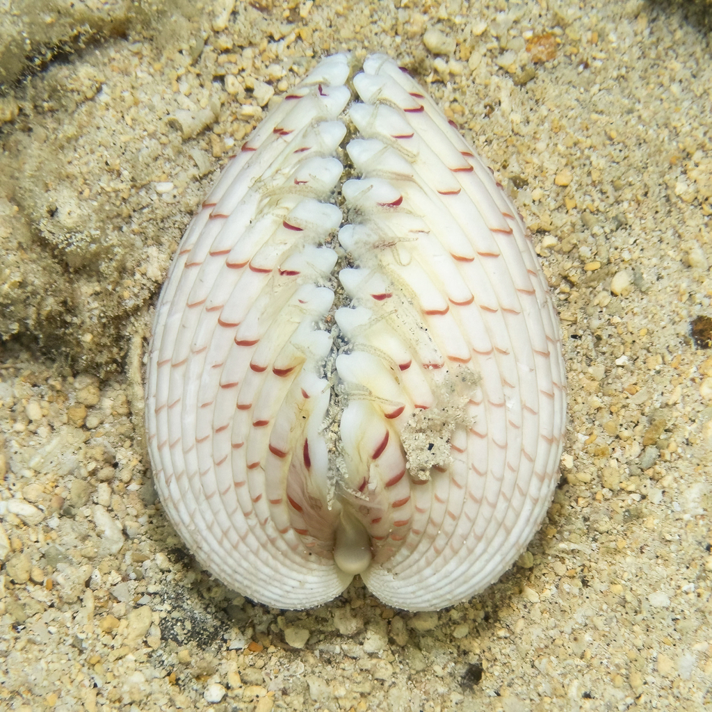 Strawberry Heart Cockle from Lord Howe Island, New South Wales ...