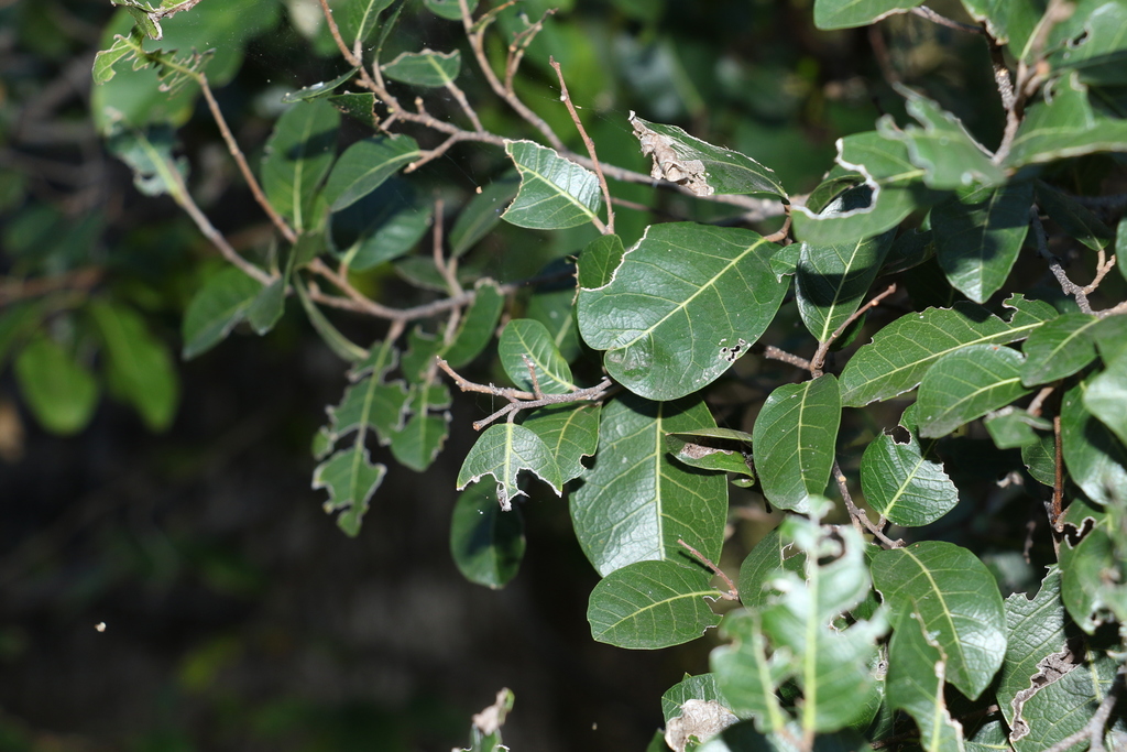 Burnie Vine from Broadmere Rd, Broadmere QLD 4420, Australia on March ...