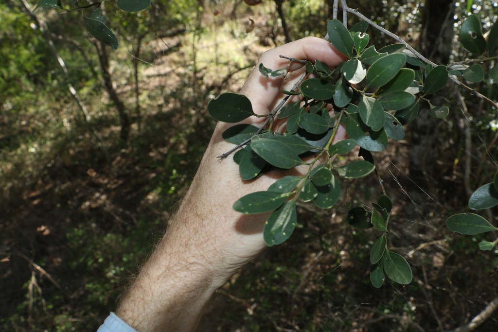 coca trees from Broadmere Rd, Broadmere QLD 4420, Australia on March 20 ...