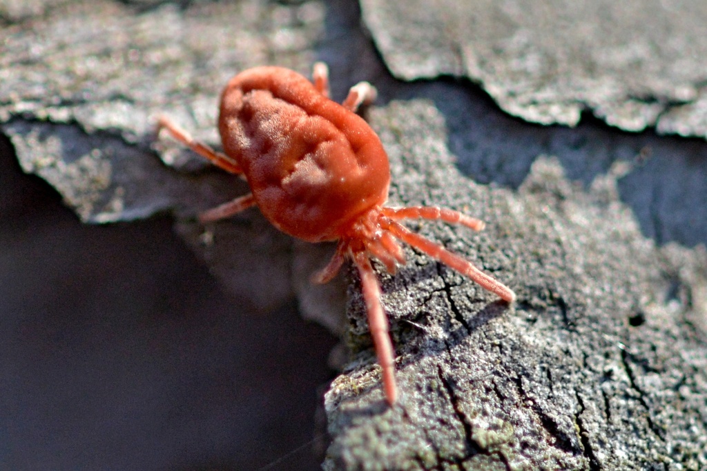 True Velvet Mites from 293 01 Mladá Boleslav, Česko on March 21, 2022 ...