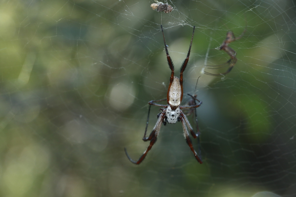 Australian Golden Orbweaver from Broadmere Rd, Broadmere QLD 4420 ...