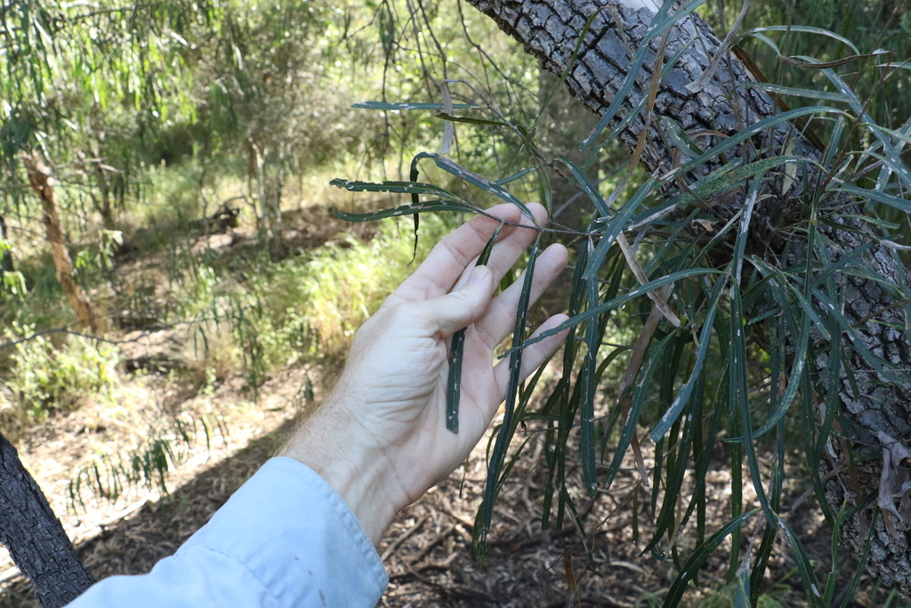 small-fruited mock olive from Broadmere Rd, Broadmere QLD 4420 ...
