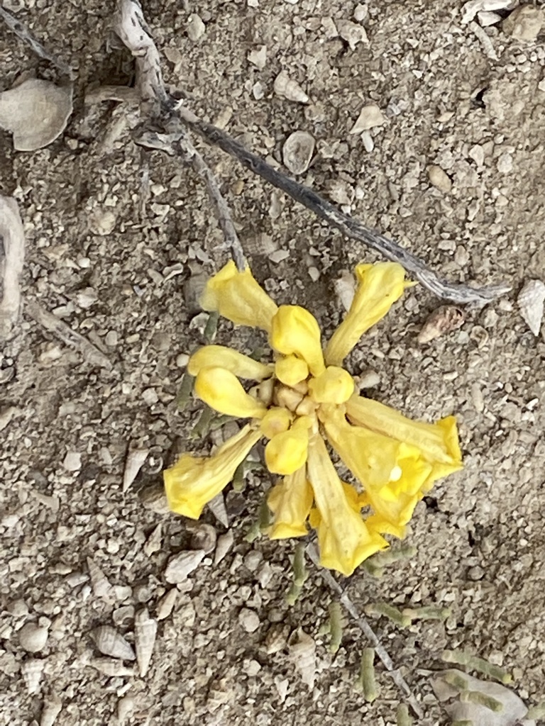 desert hyacinth from Khawr Shaqiq, Al Khor, Al Khor, QA on March 22 ...