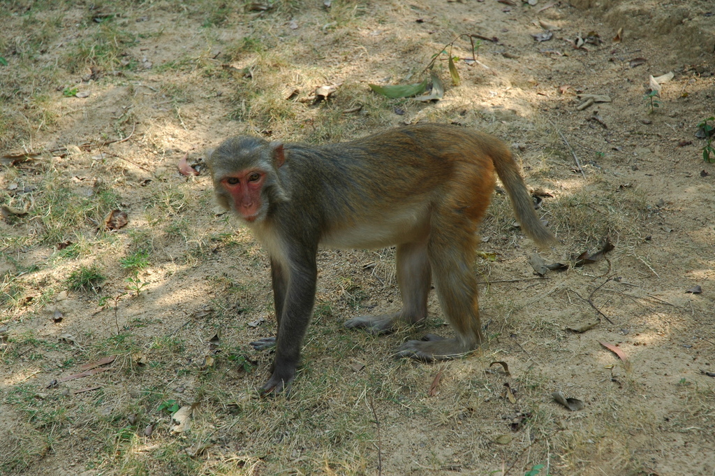 Rhesus Macaque from Jiyang District, Sanya, Sanya, Hainan, Čína on ...
