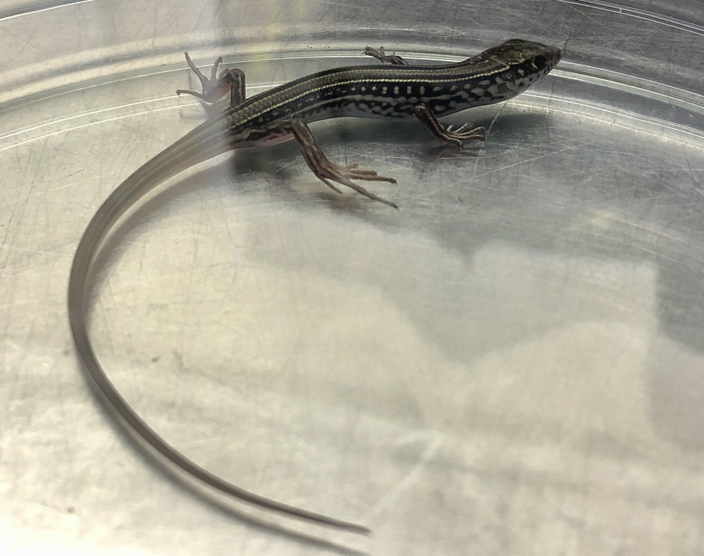 Eastern Striped Skink from Grant St, Cleveland, QLD, AU on March 22 ...