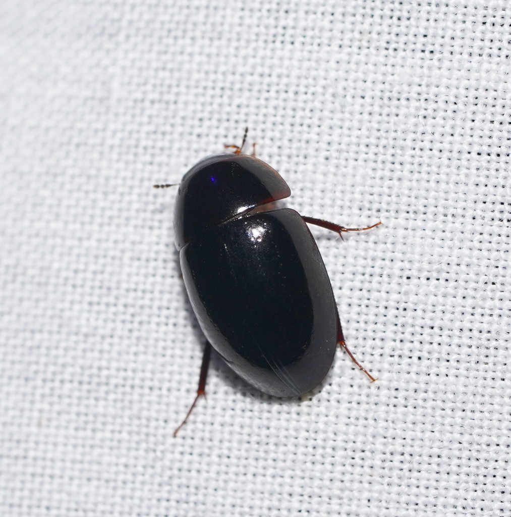 Enochrus from Fairy Dell VIC 3875, Australia on March 16, 2022 at 07:57 ...