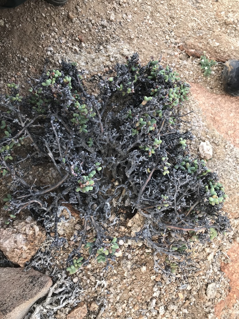 Antimima buchubergensis from Richtersveld National Park, NC, ZA on ...