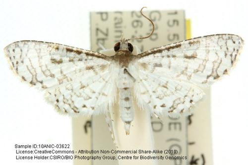 Calindoea polygraphalis · iNaturalist