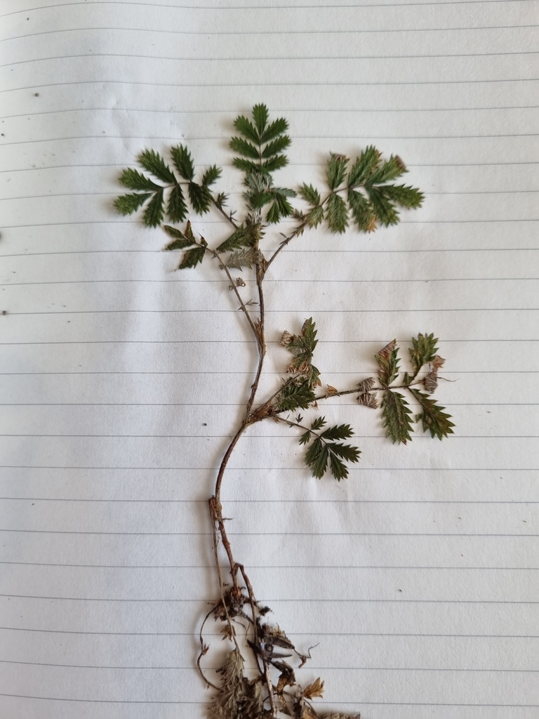 Bidibid from Gulf Harbour, Auckland 0930, New Zealand on March 7, 2022 ...