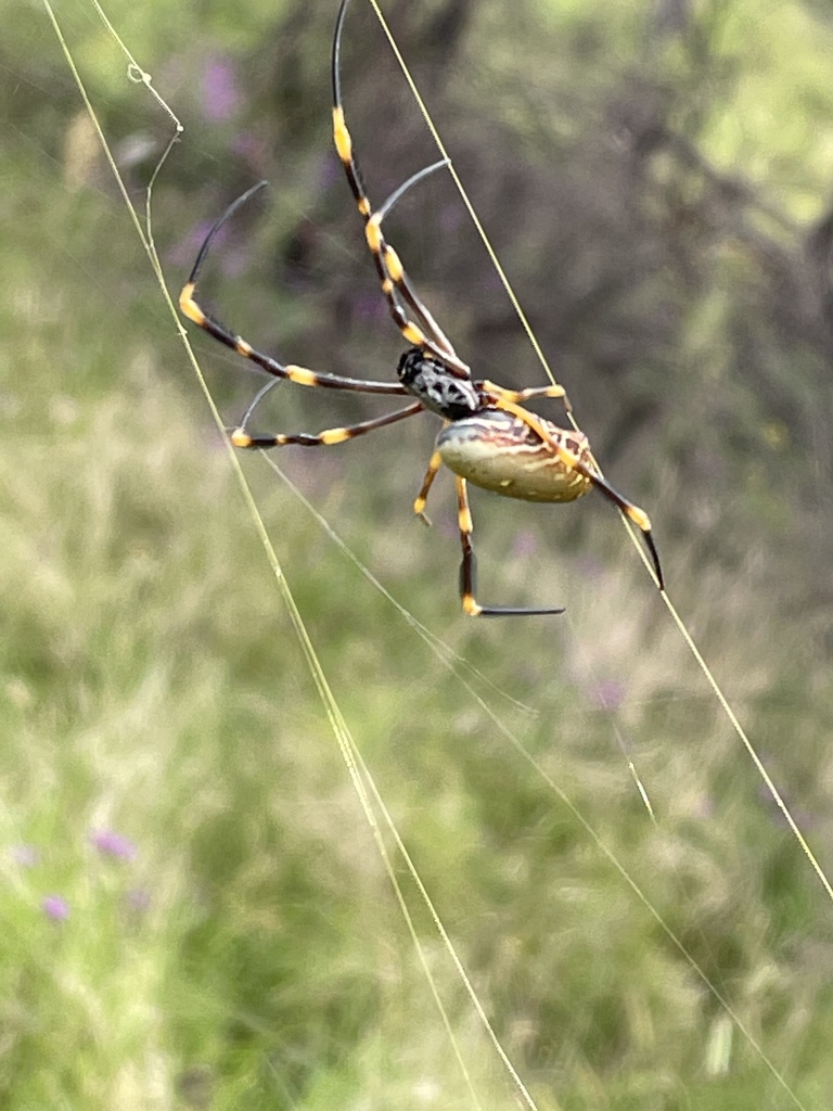 Tiger Spider from Cobargo, NSW, AU on March 22, 2022 at 04:42 PM by Jo ...