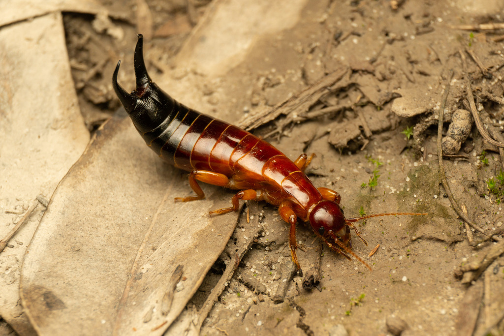 Giant Earwig from Cooloola QLD 4580, Australia on March 18, 2022 at 08: ...