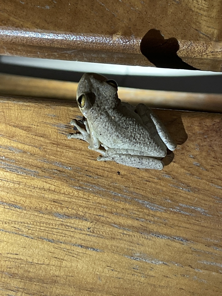 Cuban Tree Frog from Carretera de Puerto Esperanza, Pinar del Río, CU ...