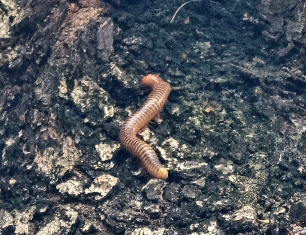 Siamese Pointy-tailed Millipede from แขวง ปทุมวัน เขตปทุมวัน ...