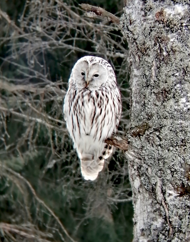 Ural Owl from Советский р-н, Новосибирск, Новосибирская обл., Россия on ...