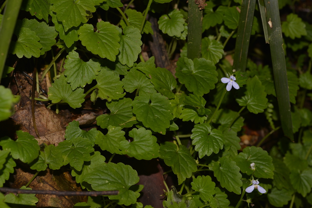 forest lobelia from Korora NSW 2450, Australia on March 04, 2022 at 06: ...