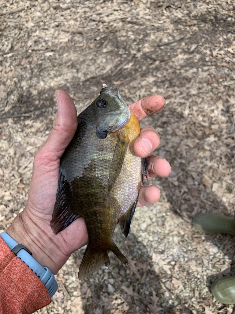 Bluegill from Powhatan, AR, US on March 21, 2022 at 12:52 PM by hambell ...