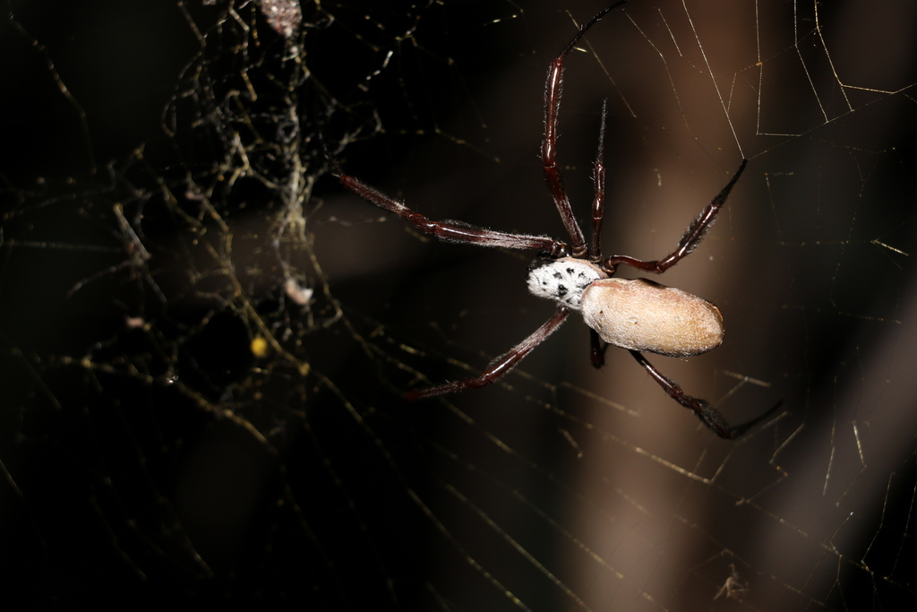 Australian Golden Orbweaver from Broadmere Rd, Broadmere QLD 4420 ...