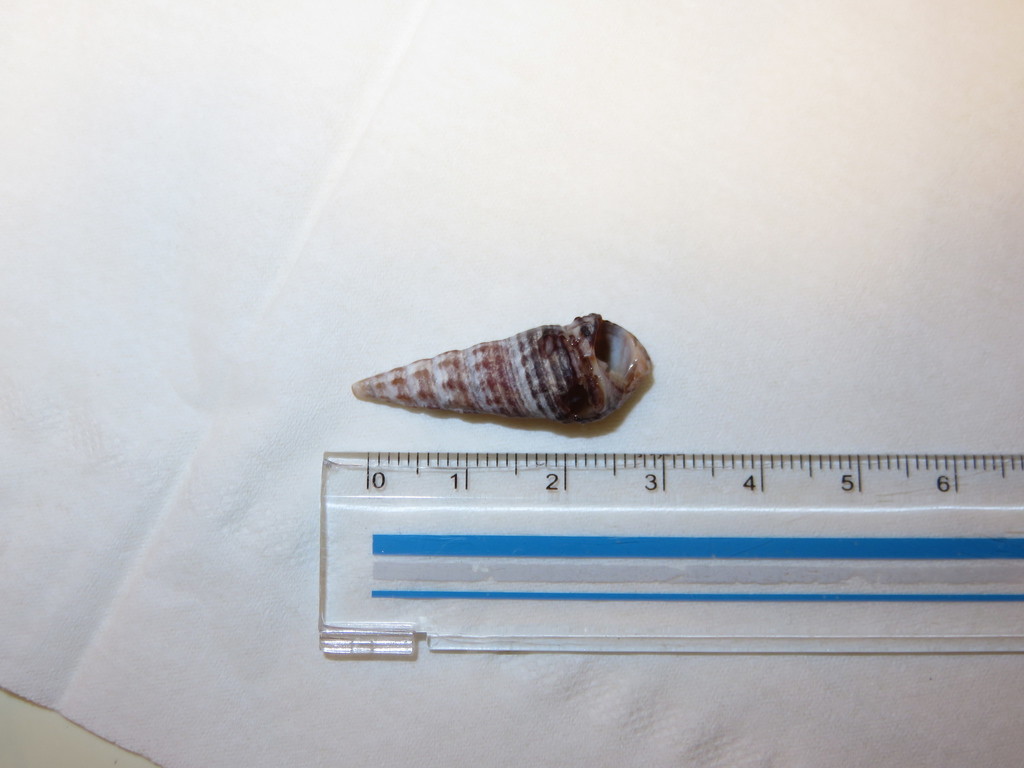 Japanese False Cerith from Синдзюку, Дзуси, Канагава 249-0007, Япония ...