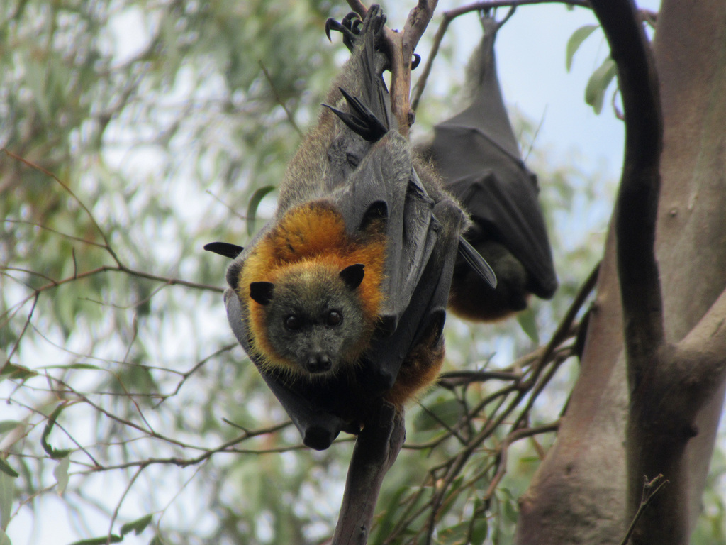 Grey-headed Flying-fox in March 2022 by george_seagull. This is bat ...