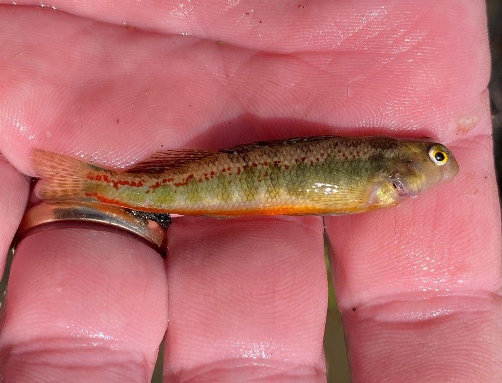 Blackside Snubnose Darter from Town Creek, Athens, Limestone Co ...